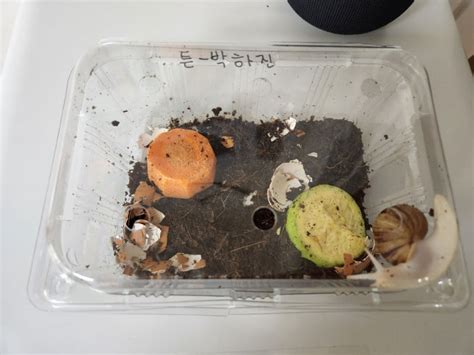 4살아기 달팽이키우기 백와달팽이 달팽이키우는방법 네이버 블로그