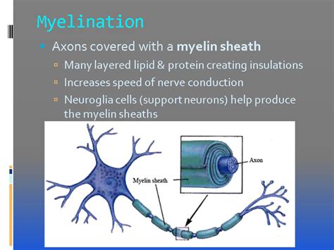 Video Link Myelination