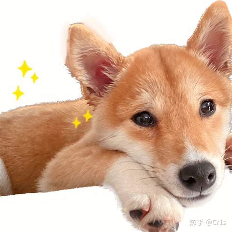 新手狗爸狗妈求指导 知乎