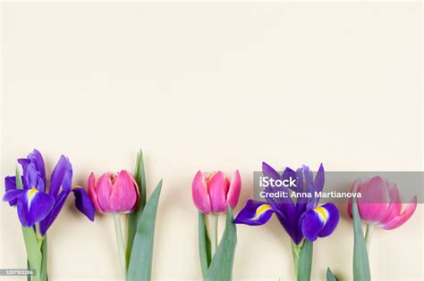 아름다운 봄 꽃입니다 노란색 배경에 빨간 튤립과 보라색 붓꽃 0명에 대한 스톡 사진 및 기타 이미지 0명 3월 결혼식 Istock