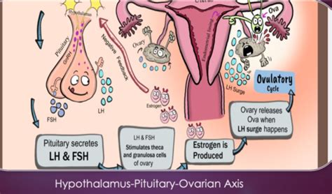 Contraception Flashcards Quizlet