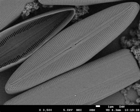 Roscoff Culture Collection Marine Microalgae Macroalgae Protists
