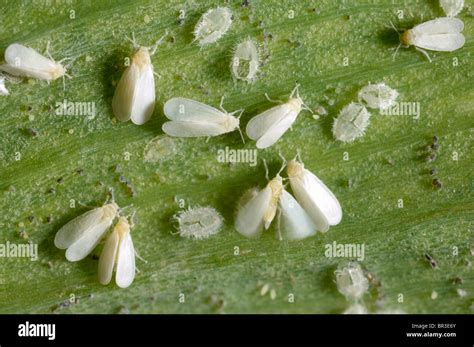 Whitefly Identification