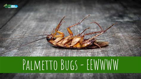 Palmetto Bugs Eew Jd Smith Pest Control