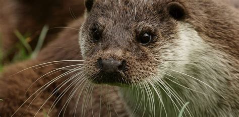 What Fossils Reveal About The Hairy History Of Mammals Ancestors