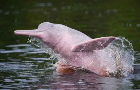Where Do Pink Dolphins Live Exploring The Amazon River Habitat Of