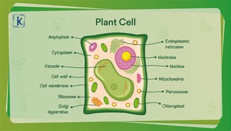 Plant Cell Structure Labeled