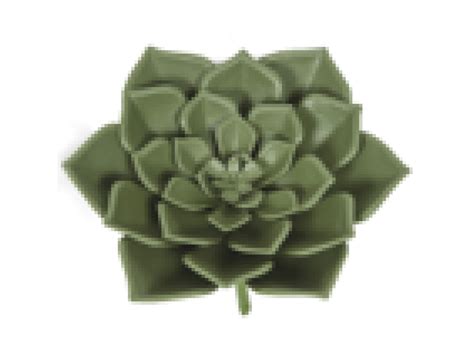 7 Polyblend Echeveria 7 Polyblend Echeveria