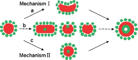 Schematic Drawing Of The Mechanisms For The Morphological Transition Download Scientific