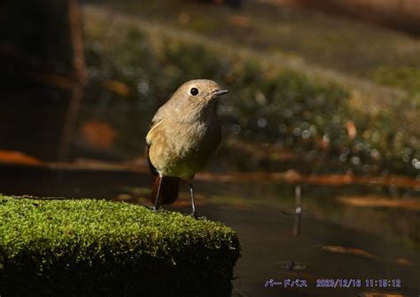 水浴び アッチャンの鳥見