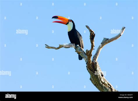 toco toucan ramphastos toco calling avare sao paulo brazil stock