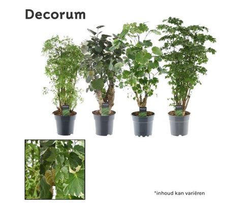 Polyscias Green Solutions