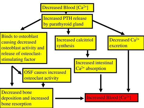 Skeletal System Composed Of The Bodys Bones And Associated Ligaments Tendons And Cartilages
