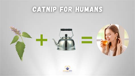 How To Make Catnip Tea Recipes And Benefits