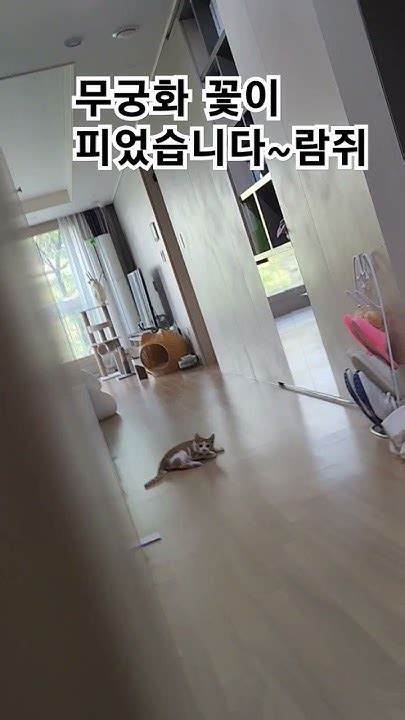 놀 줄 아는 민냥 Youtube