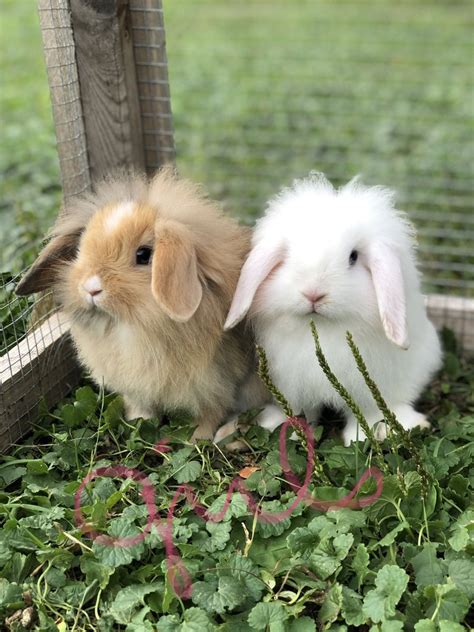 Rabbits For Sale Artofit