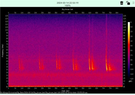 Understanding Bat Acoustics The Power Of Echolocation