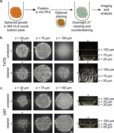 A High Throughput Imaging And Nuclear Segmentation Analysis Protocol