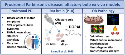 Prodromal Parkinsons Disease And The Catecholaldehyde Hypothesis Insight From Olfactory Bulb