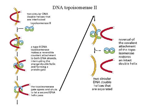Lecture 4 Dna Replication And Recombination Dna Maintenance