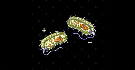 Bacteria Internal Structure Gram Positive And Gram Negative