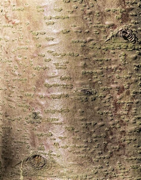 Premium Photo Brown And Red Tree Bark Texture