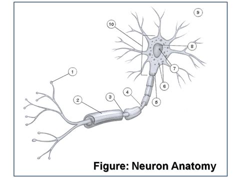 Exercise Physiology Chapter 3 Diagram Quizlet