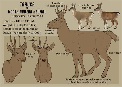 Deercember Taruca By Deertush On Deviantart