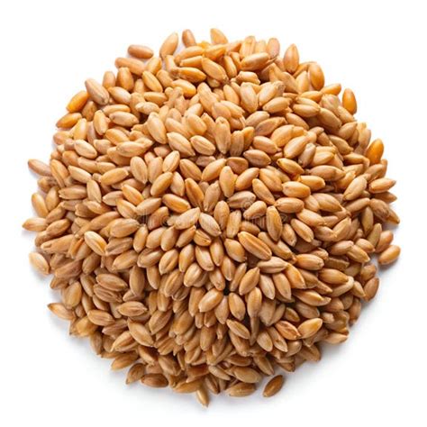 Whole Grain Wheat Kernels Isolated White Background Stock Illustration