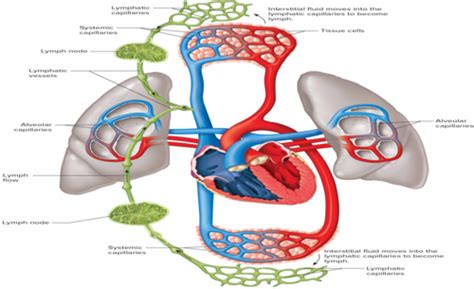 Aandp2 Chapter 16 Lymphatic System Flashcards Quizlet