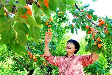 安徽淮北：夏日杏飘香 人民图片网