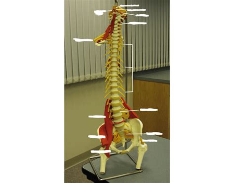Spine And Nerves Quiz