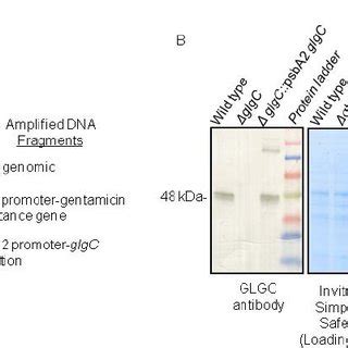 Fig S1 Demonstration Of The Download Scientific Diagram