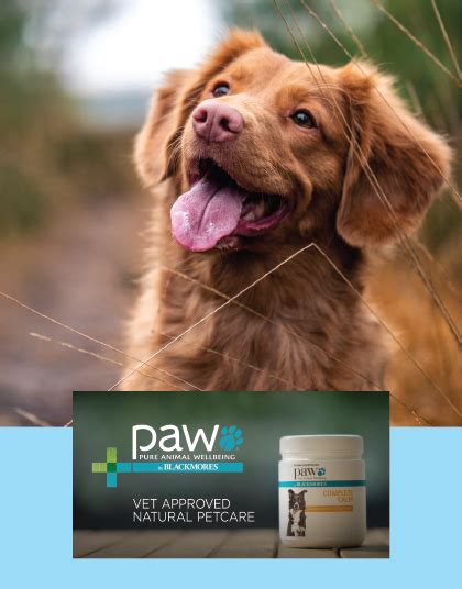 Sierra Pet Meds Affordable Pet Treatment For Cats And Dogs