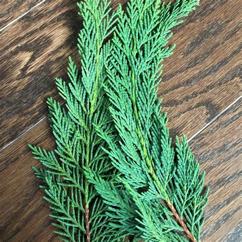 White Cedar Etsy