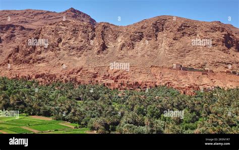 Beautiful Desert Oasis In Morocco With Lush And Green Date Palm Trees