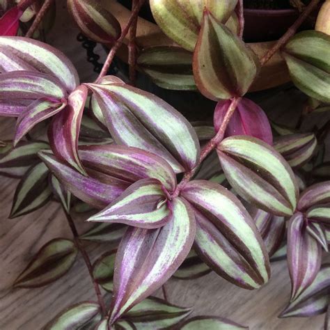 Panameña Tradescantia Zebrina Picturethis