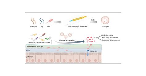 Microfluidics Derived Microparticles With Prebiotics And Probiotics For