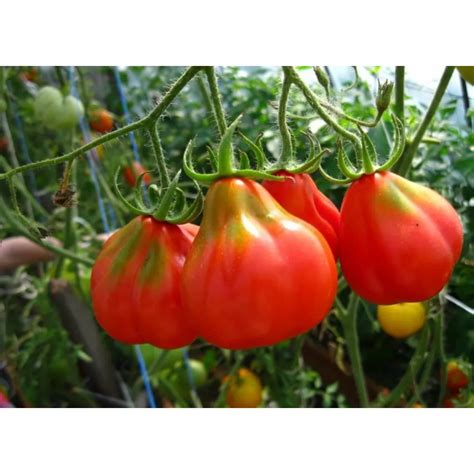 Насіння томату Трюфель червоний 0 1 г купити 〛за вигідною ціною в Києві і Україні фото Відгуки