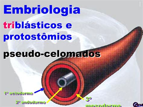 Nematelmintos Aquáticos terrestres e orgânicos Vida livre e Parasitas