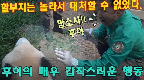 맙소사 💥💥후이바오 의 매우 갑작스러운 행동강바오님 할부지는 놀라서 대처할 수 없었다🤣ㅋㅋㅋ Youtube