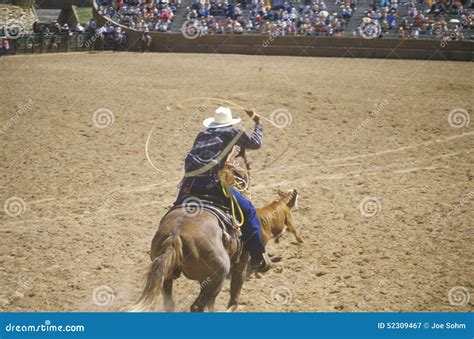 Bronco Rider Coming Out Of Gate With Lasso Inter Tribal Ceremonial