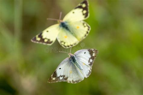 Cabbage Butterfly And Cabbage Butterfly Flying In The Bush Stock Image
