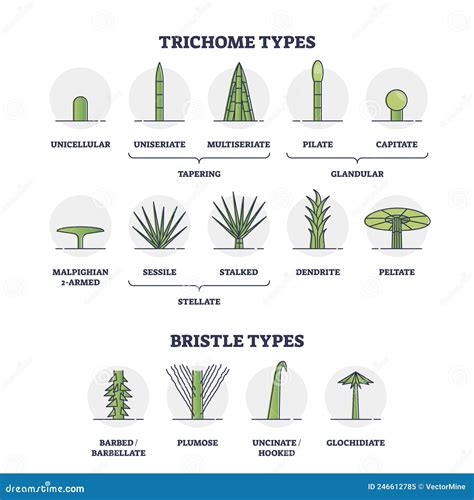 Trichome Cartoons Illustrations And Vector Stock Images 36 Pictures To