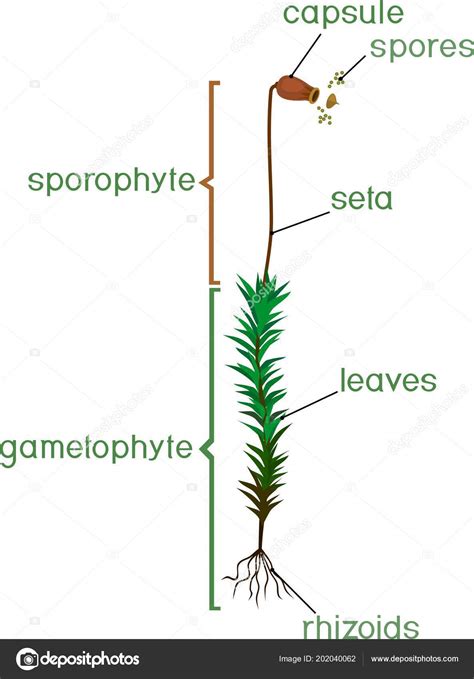 Moss Plant Diagram