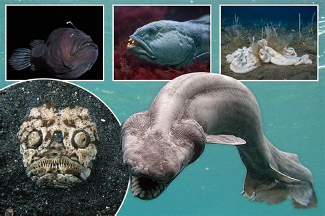 Most Terrifying Deep Sea Creatures Ever Found As Scientists Reveal They