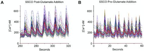 Spontaneous Synchronous Calcium Oscillations Sscos Intracellular