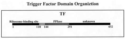 Domain Organization Of Trigger Factor The Domain Boundaries Of The