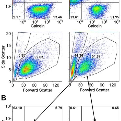 Propidium Iodide Or Tmre Staining Of Bloodstream Forms In Facs