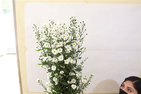 Aster Blanco Accyflor Máxima Calidad En Flores